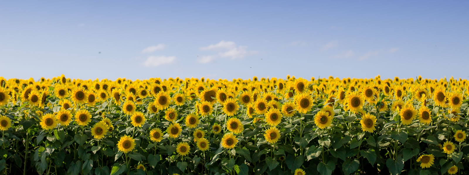 Why must we protect the Honey Bee? – Kamihingo Farm